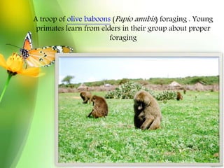 Animal behaviour | PPT