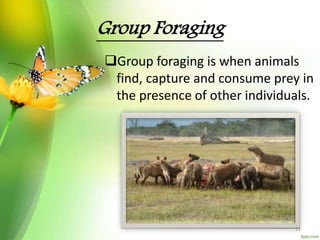 Animal behaviour | PPT