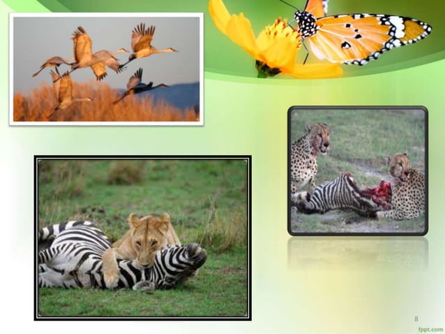 Animal behaviour | PPT