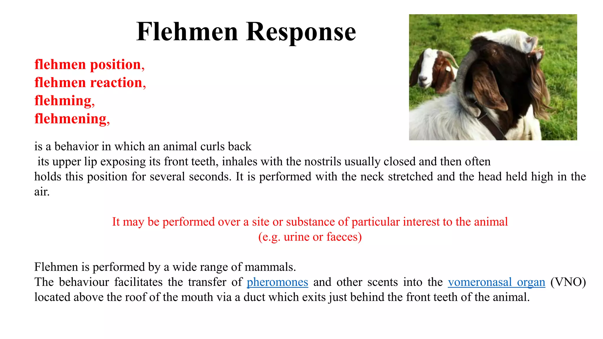 Animal behaviour | PPTX