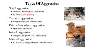 Aggressive Behavior In Animals