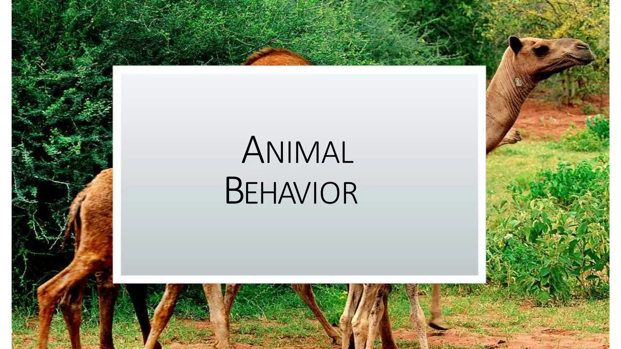Animal behaviour | PPT