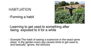 Animal behaviour | PPT