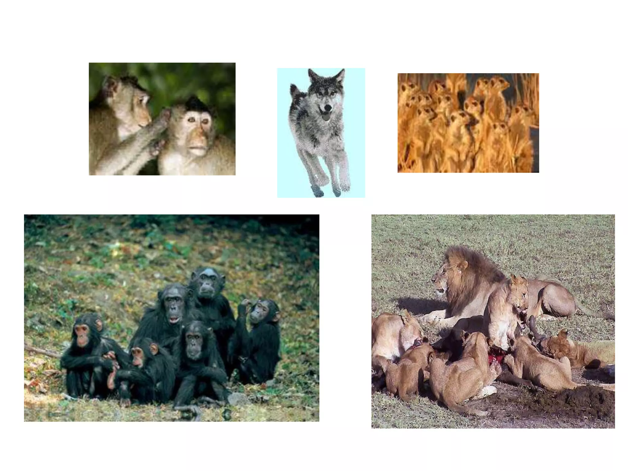 Animal behaviour | PPT