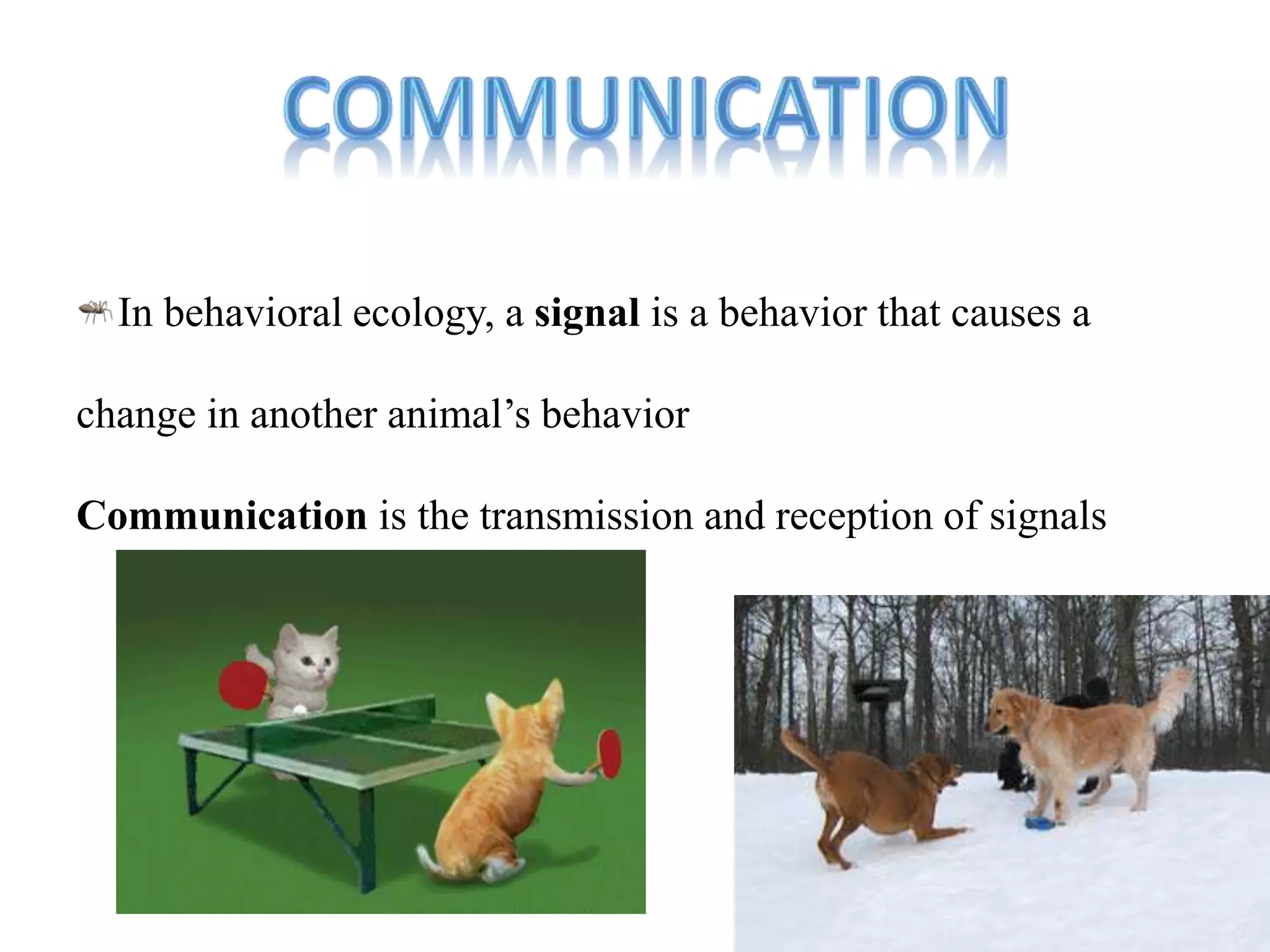 Animal behaviour | PPT