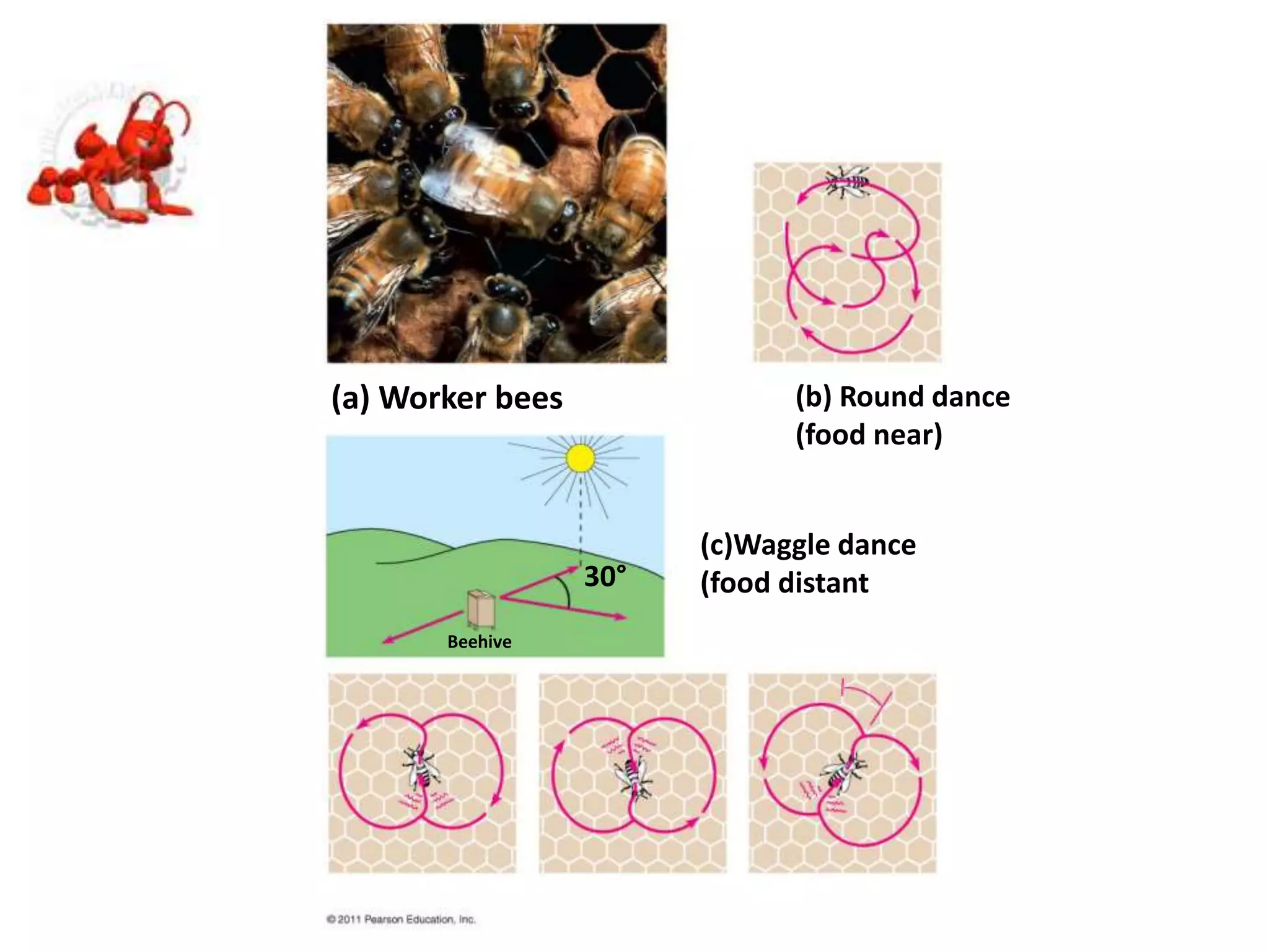 Animal behaviour | PPT