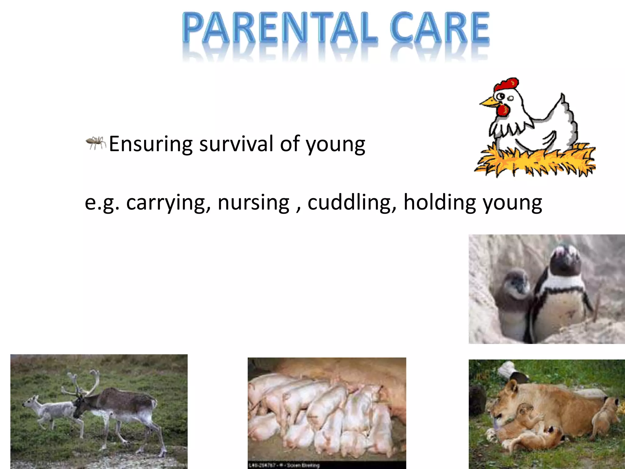 Animal behaviour | PPT
