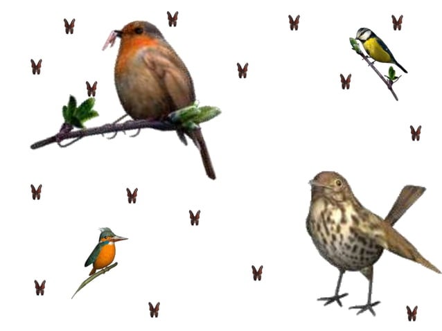 Animal behaviour | PPT