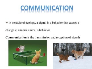 Animal behaviour | PPT