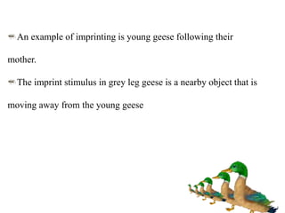 Animal behaviour | PPTX