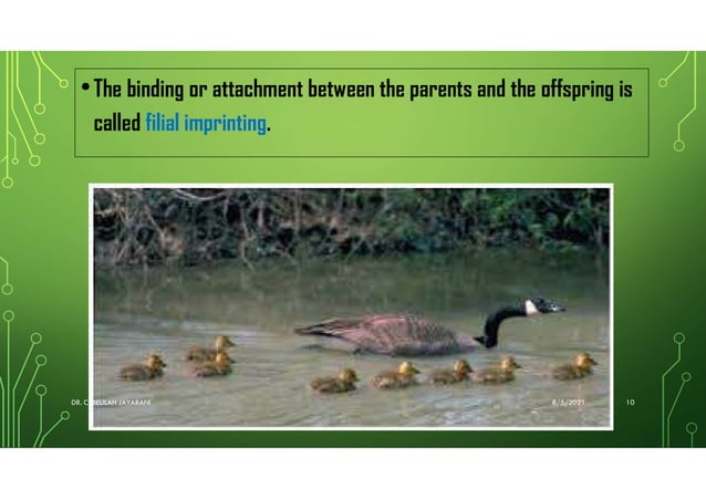 Animal behaviour | PPT