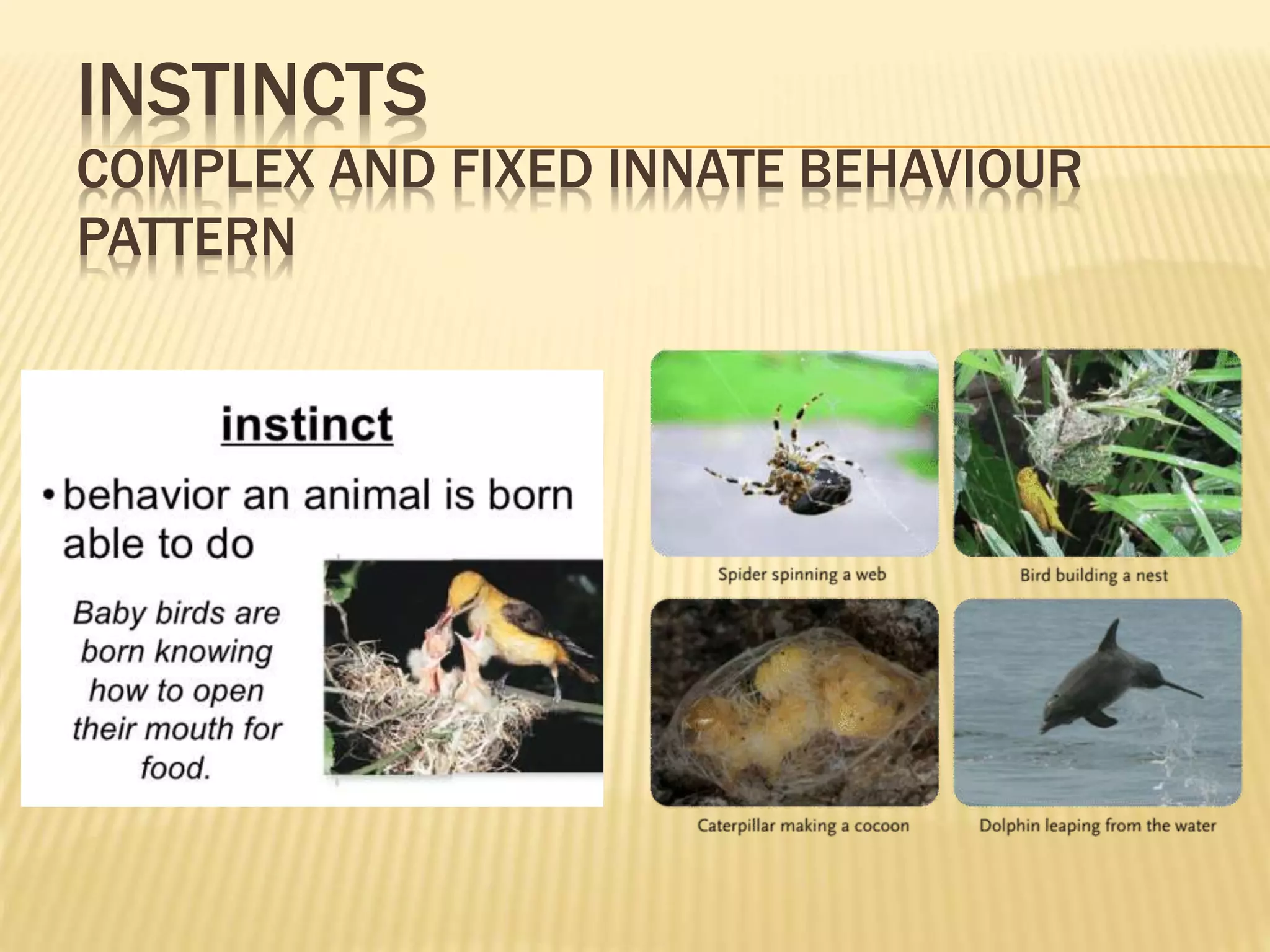 Animal Behaviour.pptx | Biological Sciences | Science
