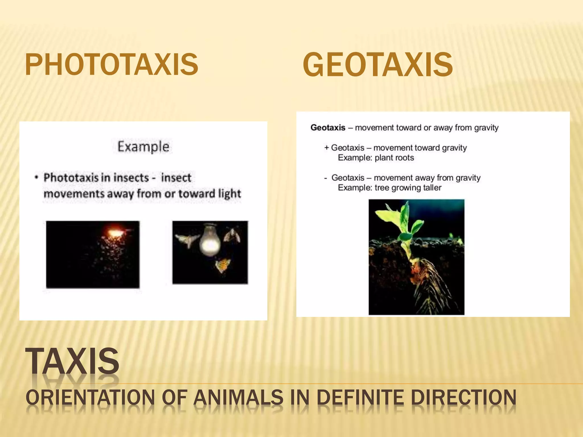 Animal Behaviour.pptx | Biological Sciences | Science