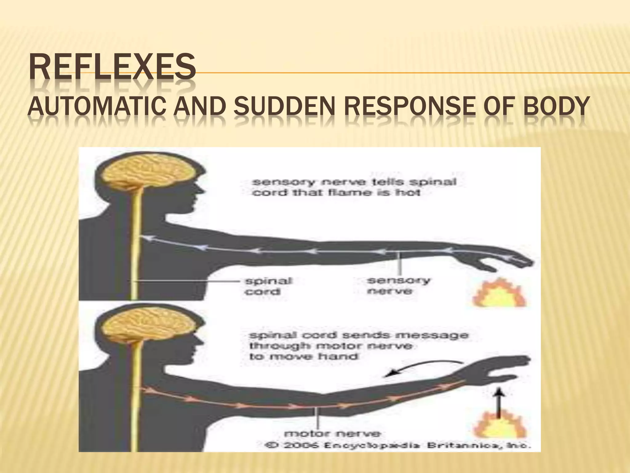 Animal Behaviour.pptx | Biological Sciences | Science