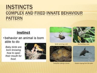 Animal Behaviour.pptx | Biological Sciences | Science