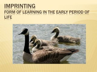 Animal Behaviour.pptx | Biological Sciences | Science