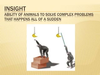 Animal Behaviour.pptx