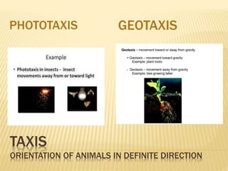 Animal Behaviour.pptx | Biological Sciences | Science