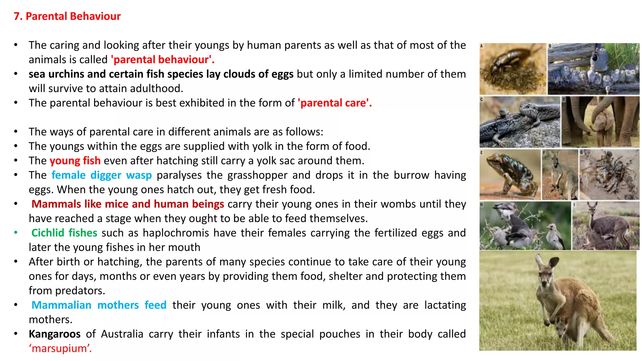 Animal Behaviour | PPTX | Beekeeping | Hobbies & Interests