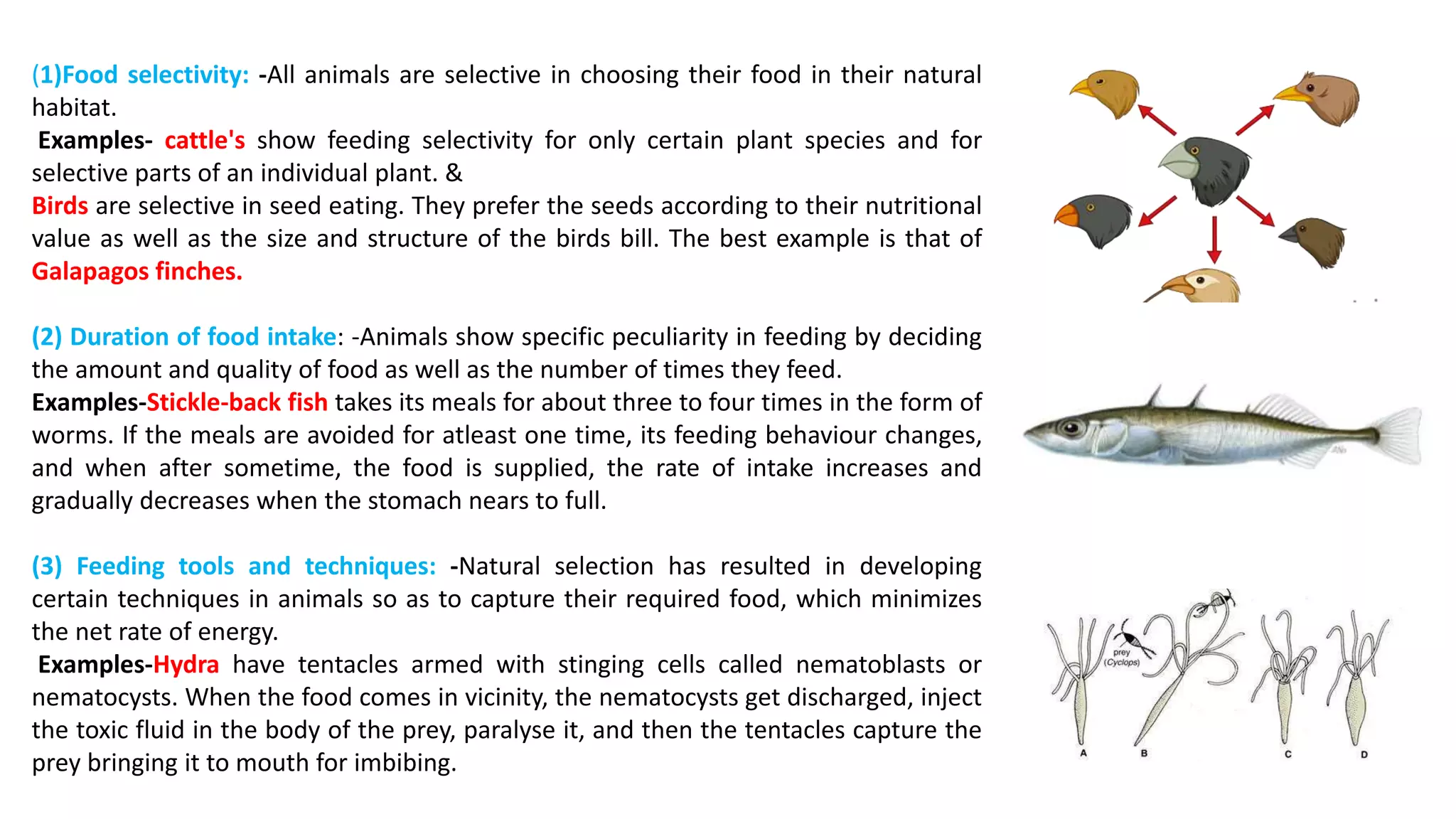 Animal Behaviour | PPTX | Beekeeping | Hobbies & Interests