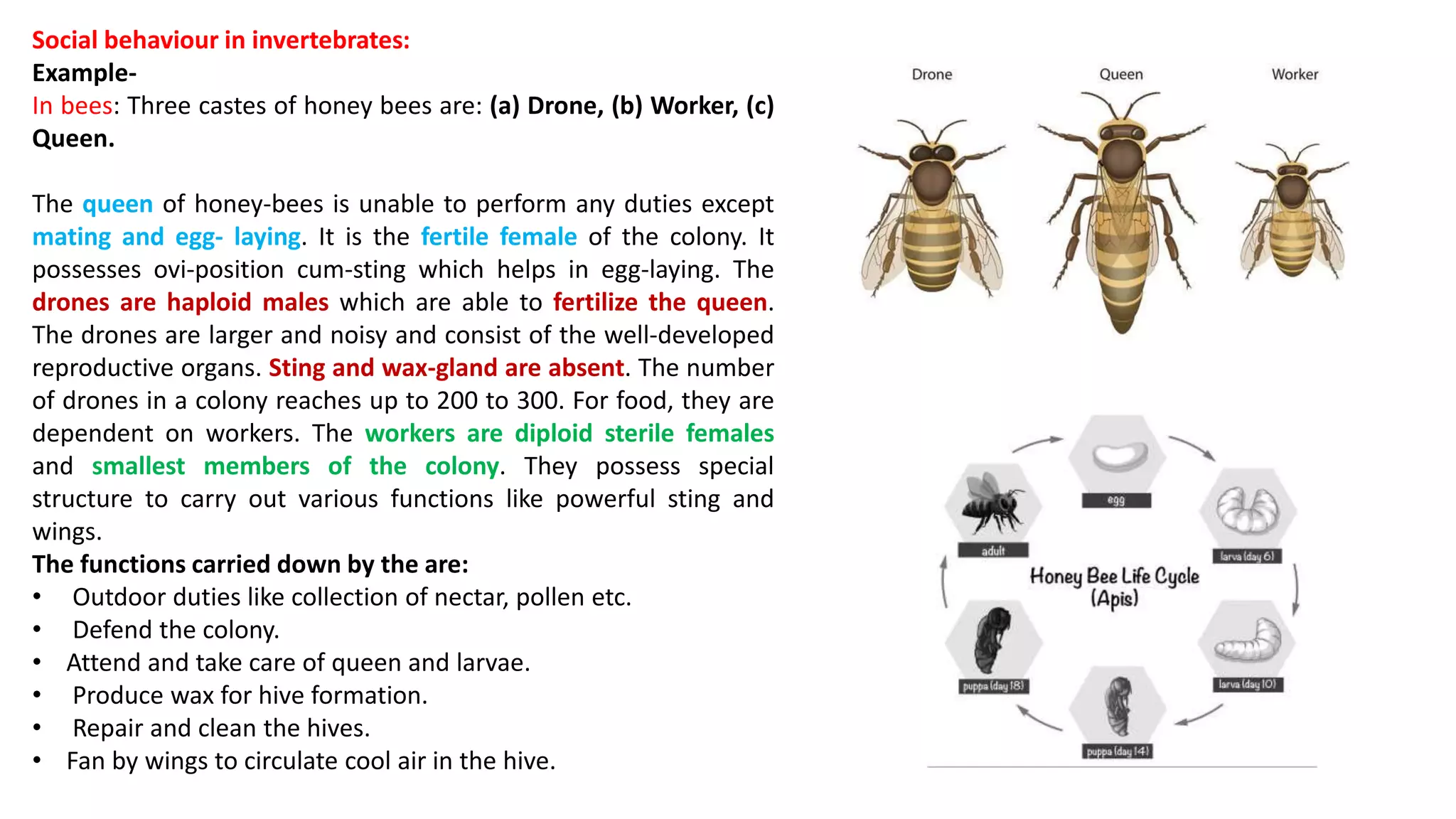 Animal Behaviour | PPTX | Beekeeping | Hobbies & Interests
