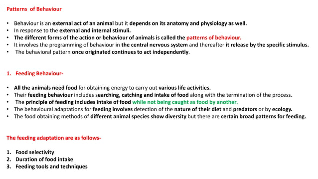 Animal Behaviour | PPTX | Beekeeping | Hobbies & Interests