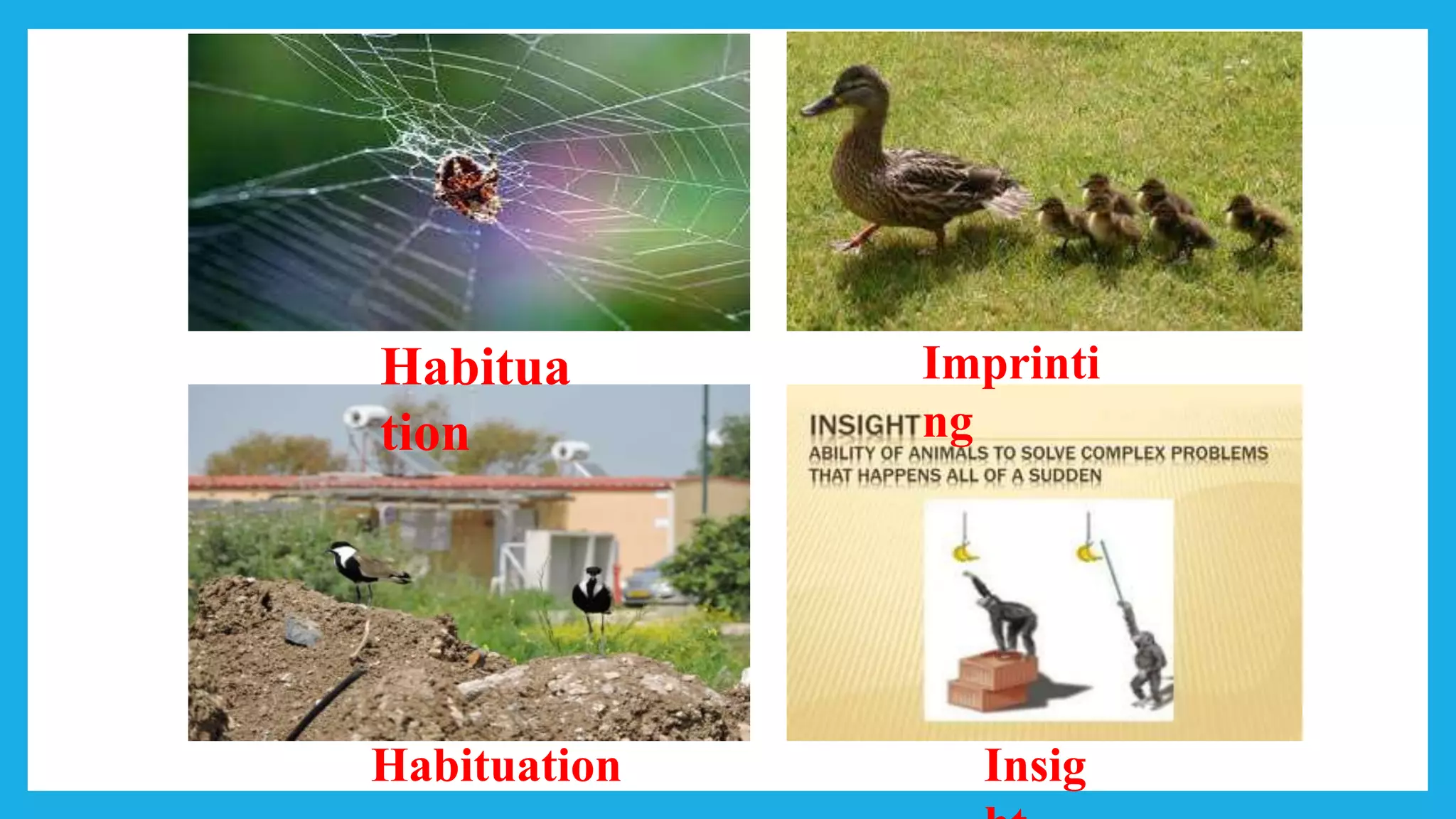 Animal Behaviour: Kinds of Behaviour | PPTX