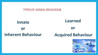 Animal Behaviour.pptx