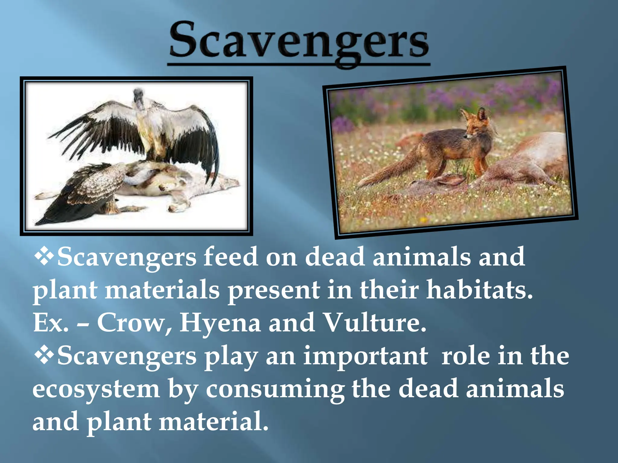 ANIMAL BEHAVIOUR and food collection.pptx