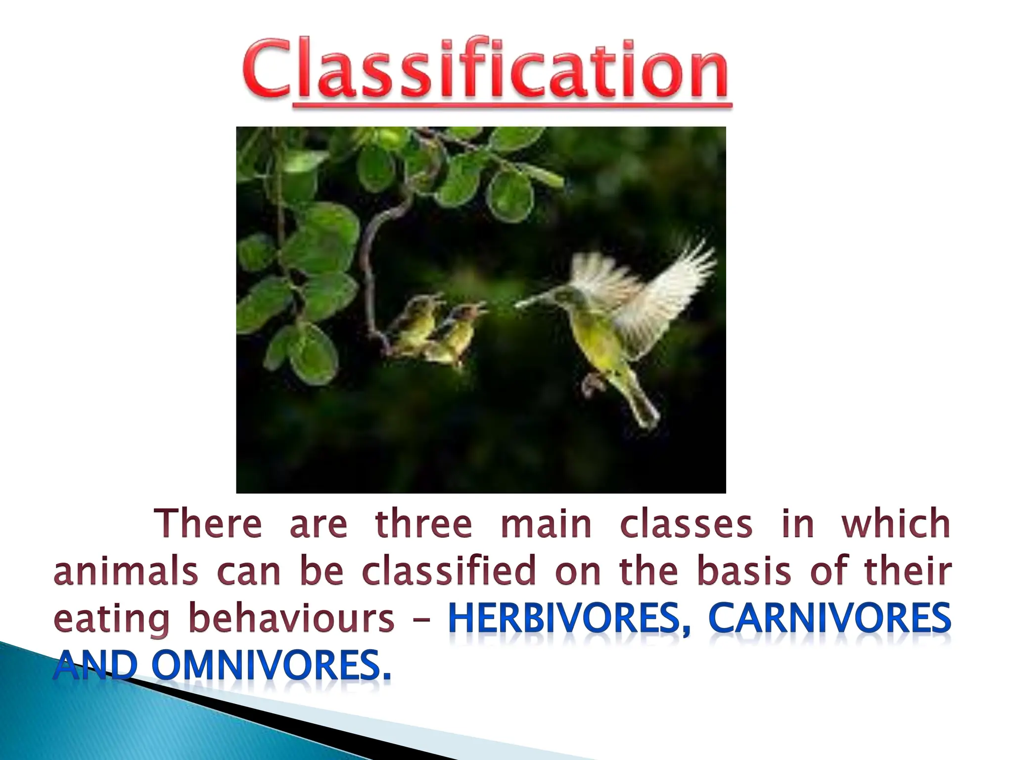 ANIMAL BEHAVIOUR and food collection.pptx