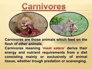 ANIMAL BEHAVIOUR and food collection.pptx