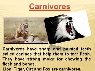 ANIMAL BEHAVIOUR and food collection.pptx