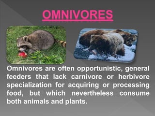ANIMAL BEHAVIOUR and food collection.pptx