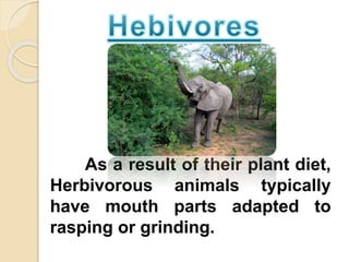 ANIMAL BEHAVIOUR and food collection.pptx