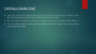 Locomotion of small animals ( earth worm, snails) | PPTX