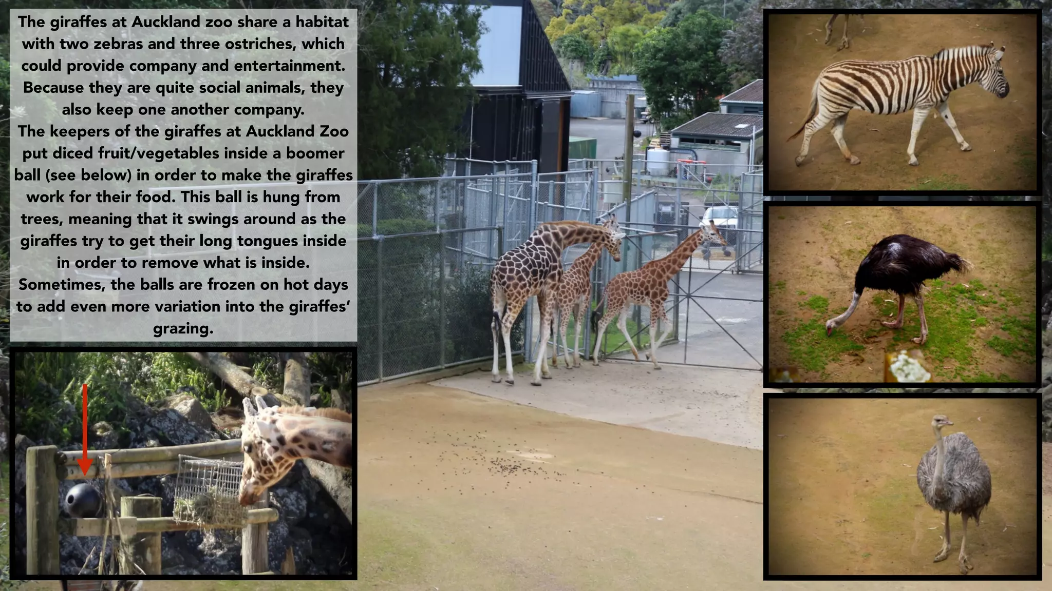 Animal Behaviours in Zoos | PDF