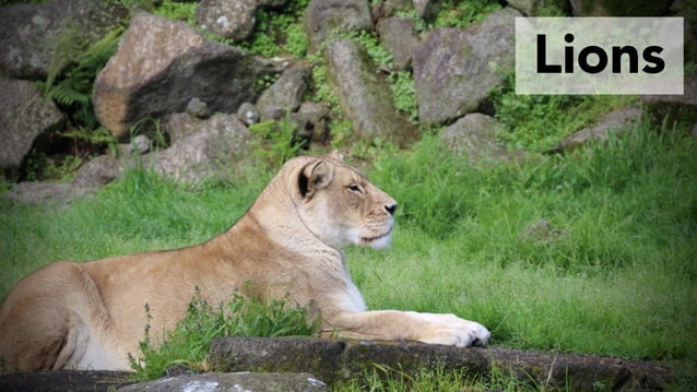 Animal Behaviours in Zoos | PDF