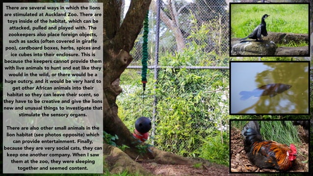 Animal Behaviours in Zoos | PDF