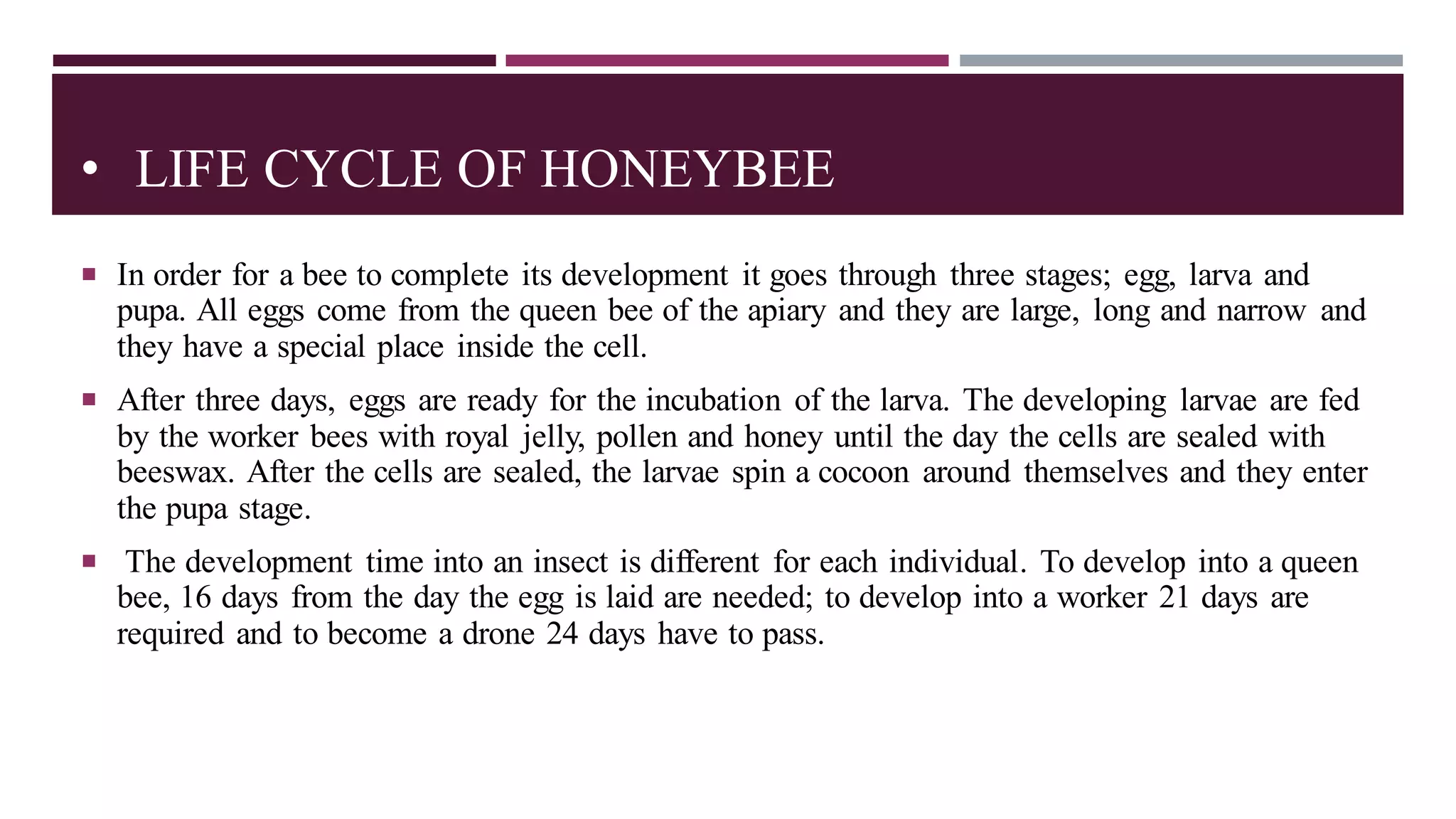 Social organization in honey bee | PDF