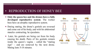 Social organization in honey bee | PDF