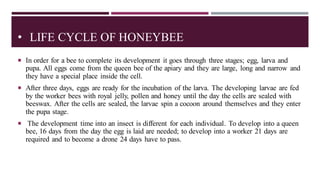 Social organization in honey bee | PDF