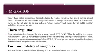 Social organization in honey bee | PDF