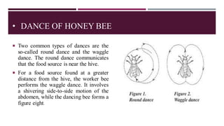 Social organization in honey bee | PDF