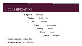 Social organization in honey bee | PDF