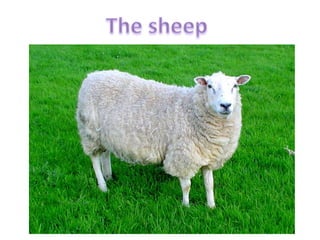 Animal benefits | PPT