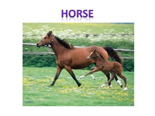 Animal benefits | PPT