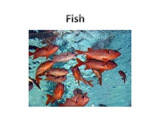 Animal benefits | PPT