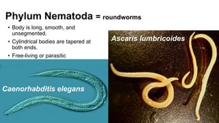 Animal Biology.pdf