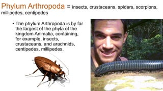 Animal Biology.pdf
