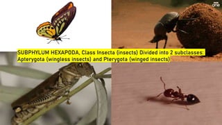 Animal Biology.pdf